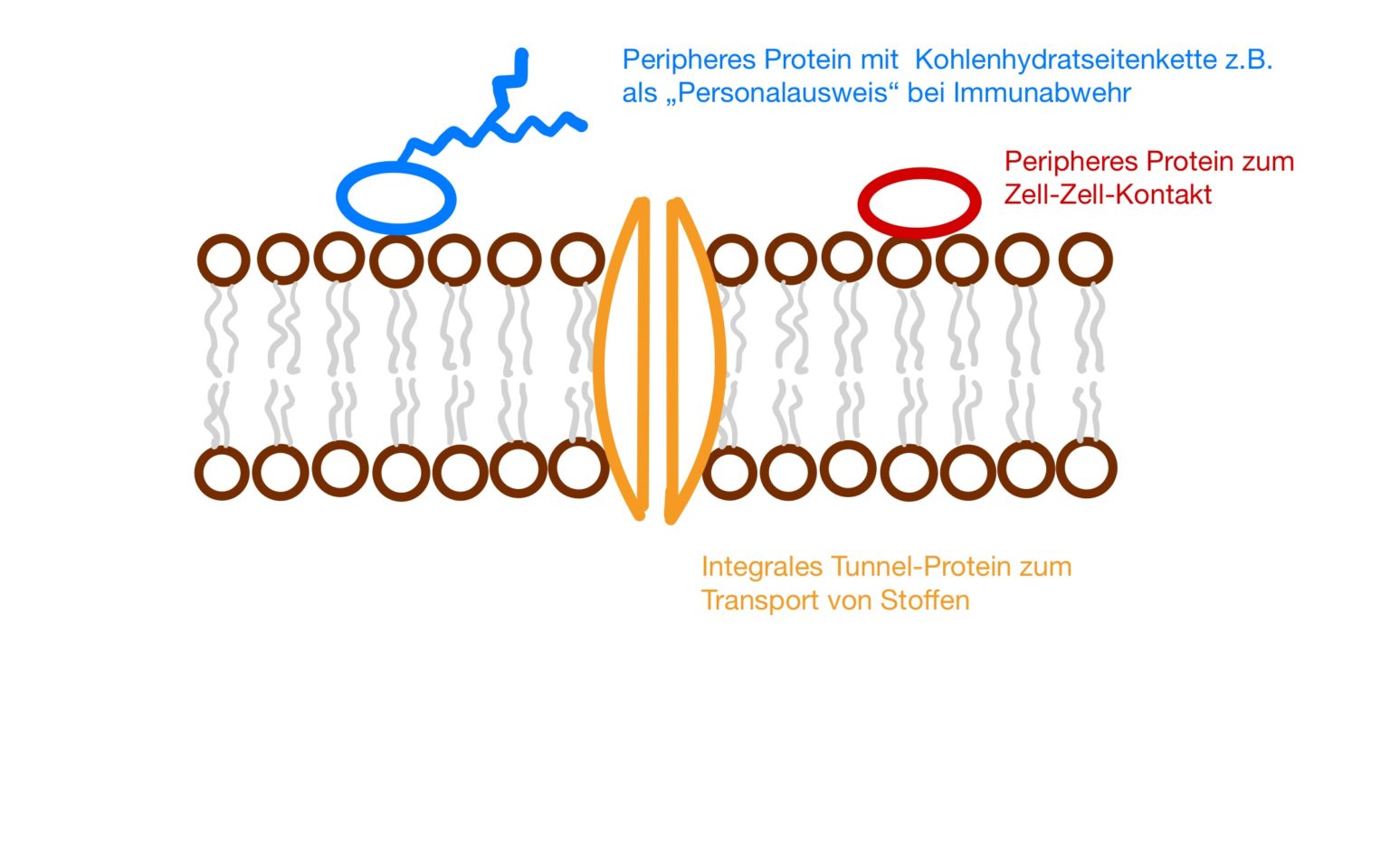 Biologie-Unterricht in Zeiten von Corona – Graf-Rasso-Gymnasium ...